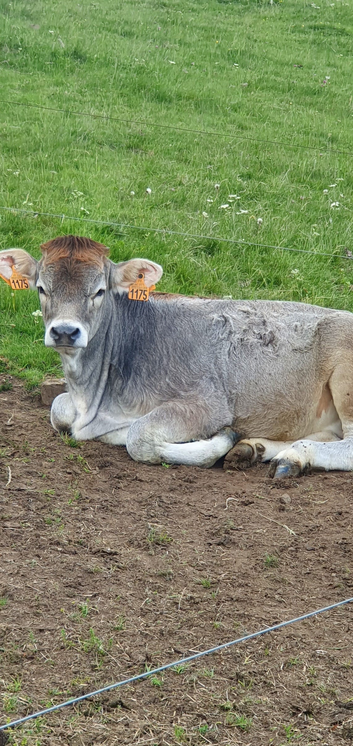 Cow moments, wow moments and being in the now moments | by Claire ...