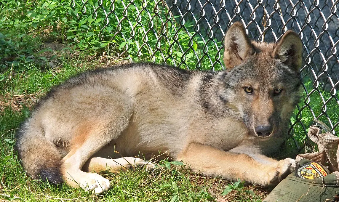 The most insightful stories about Animals - Medium