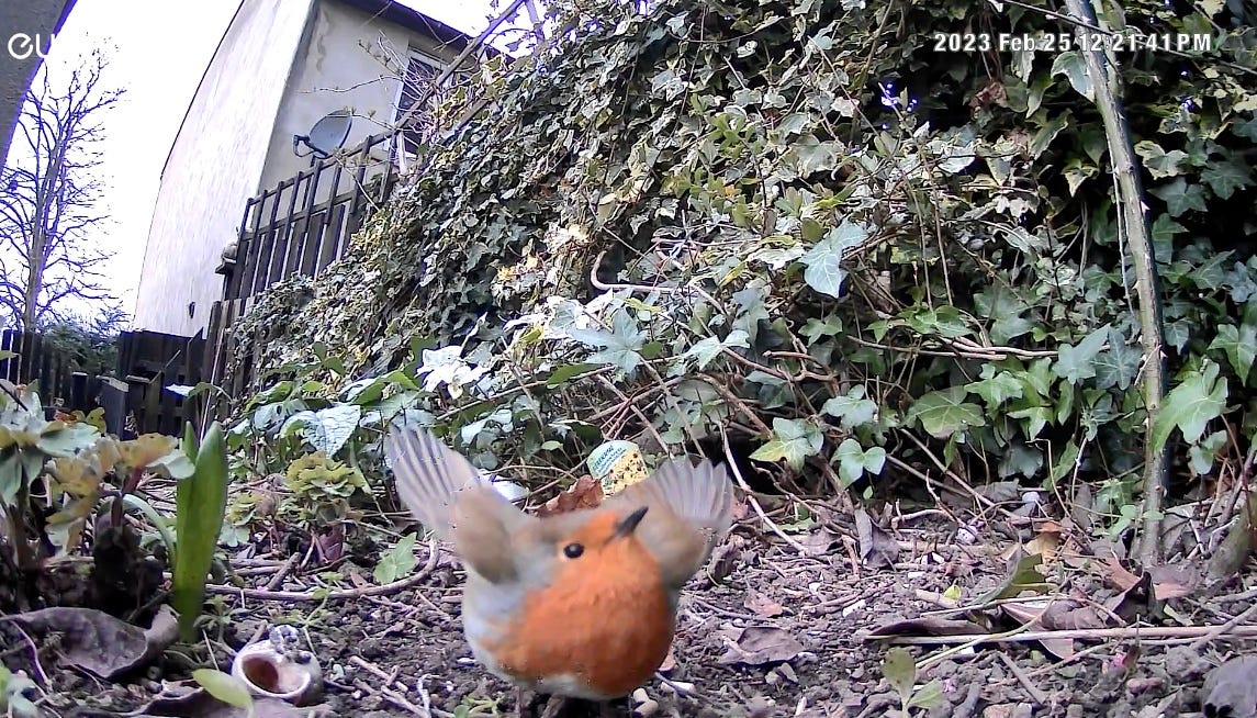 Using a security camera to capture birdlife up close | by John Fuller ...