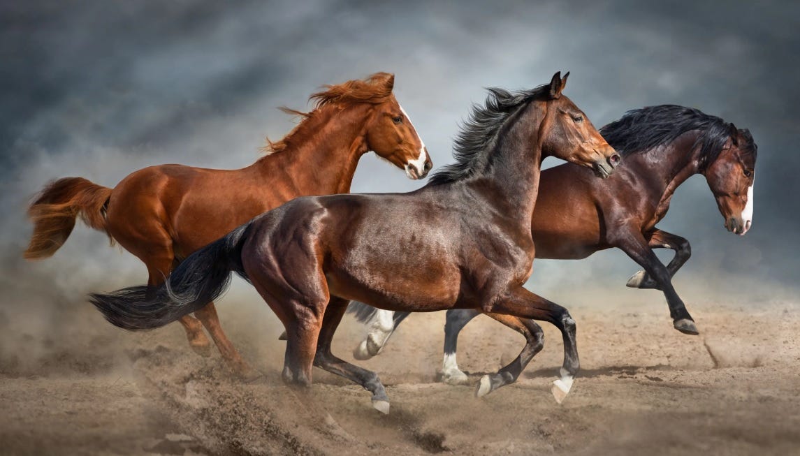 Caballos. Caballos | by Juan de dios Hernández | Medium