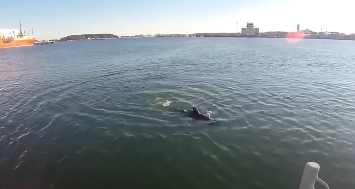 The Enigmatic Tale of the US Navy’s Robot Sharks: Unveiling the Ghost ...