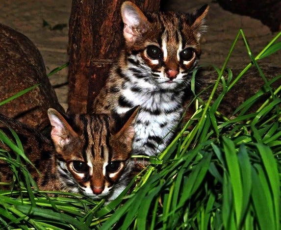 Wild Leopard Cat