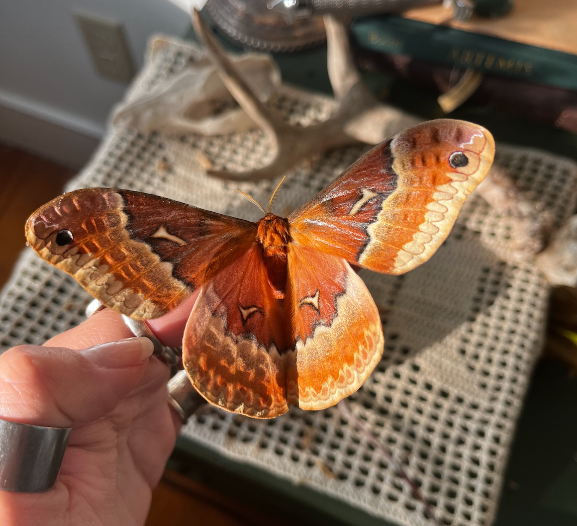 Raising Tulip Tree Silk Moths (Callosamia angulifera) [7/18/24] | by ...