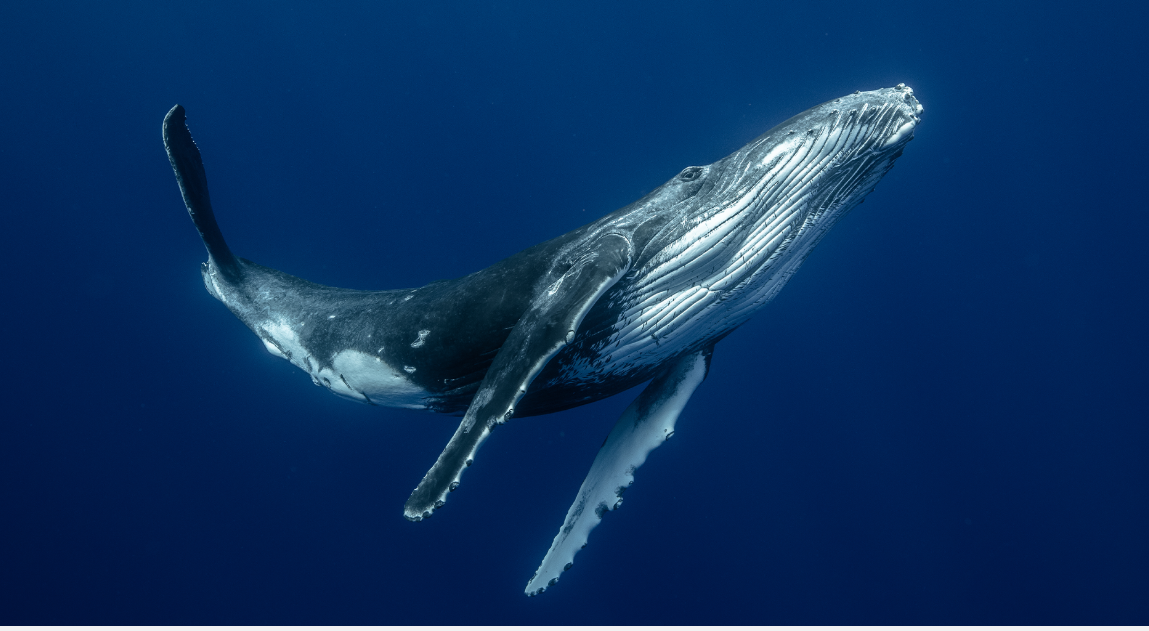 The Mythology of Baleen Whale Populations: Exploring Cultural ...