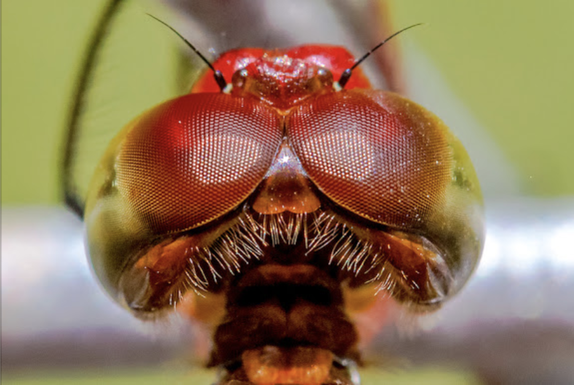 Tutubi. When the moment is right, a Dragonfly… | by Andie OhOh | Medium