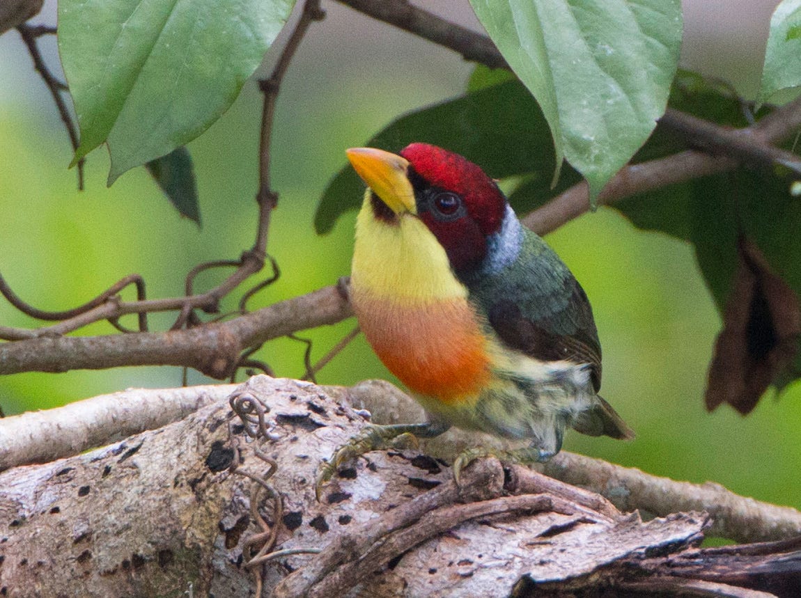 Spotting Barbets. In response to Justin’s intriguing… | by Kim Smyth ...