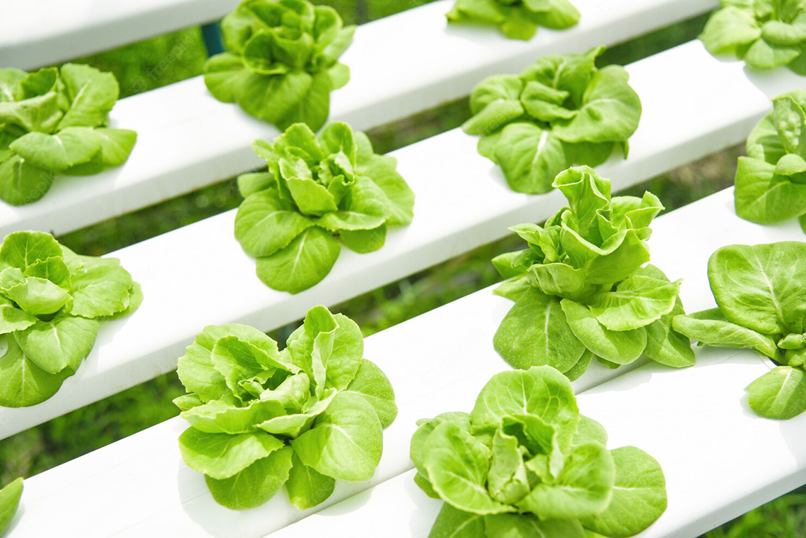 Hydroponics: Start Your Indoor Farm at Home | by Abby | Medium