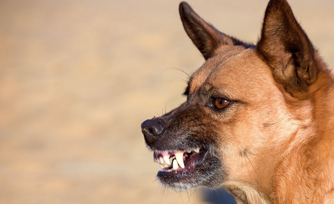 10 Reasons Dogs Show Bad Behaviours - SparkInList - Medium
