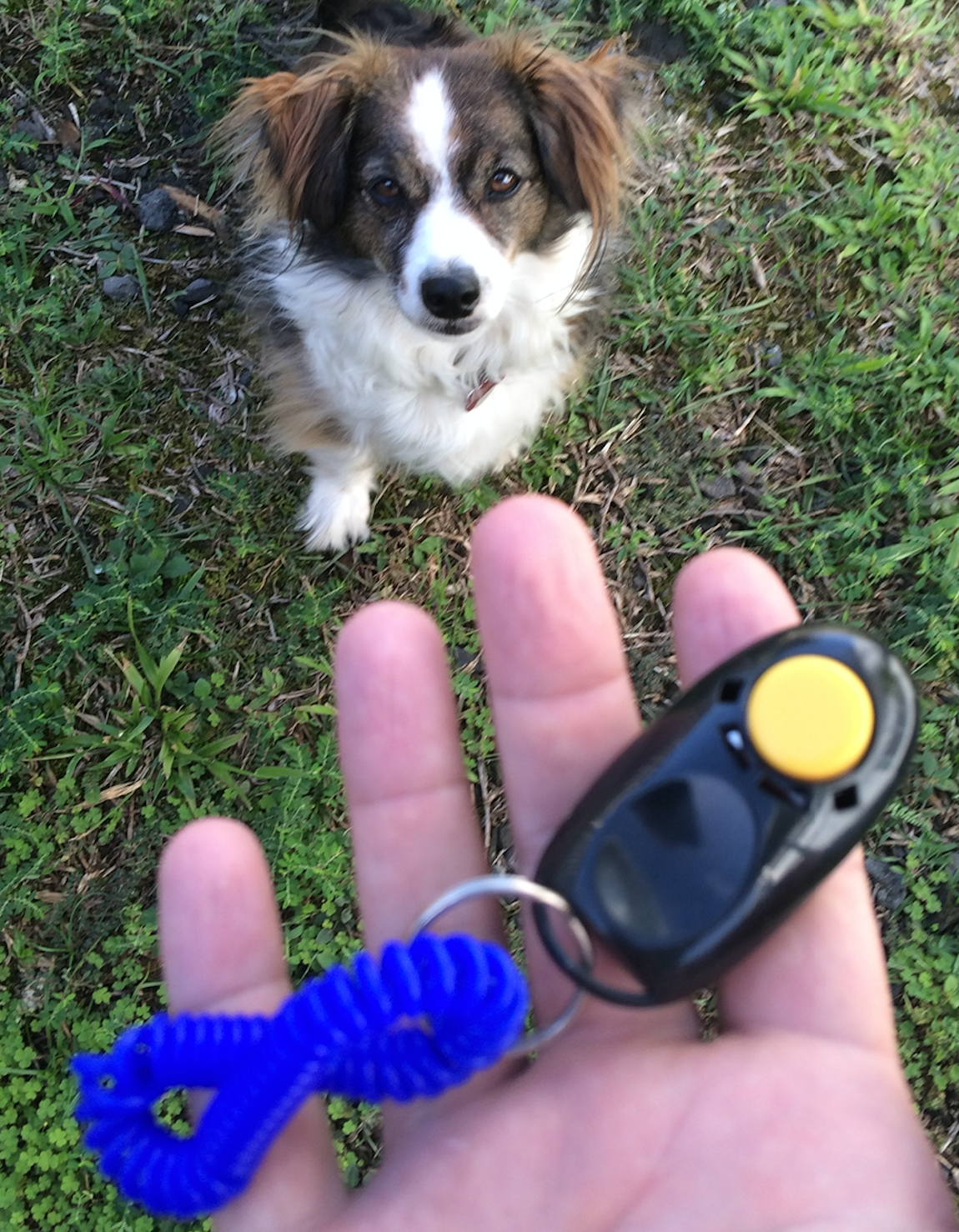 Why clicker training is perfect for programmers (and their dogs) | by ...