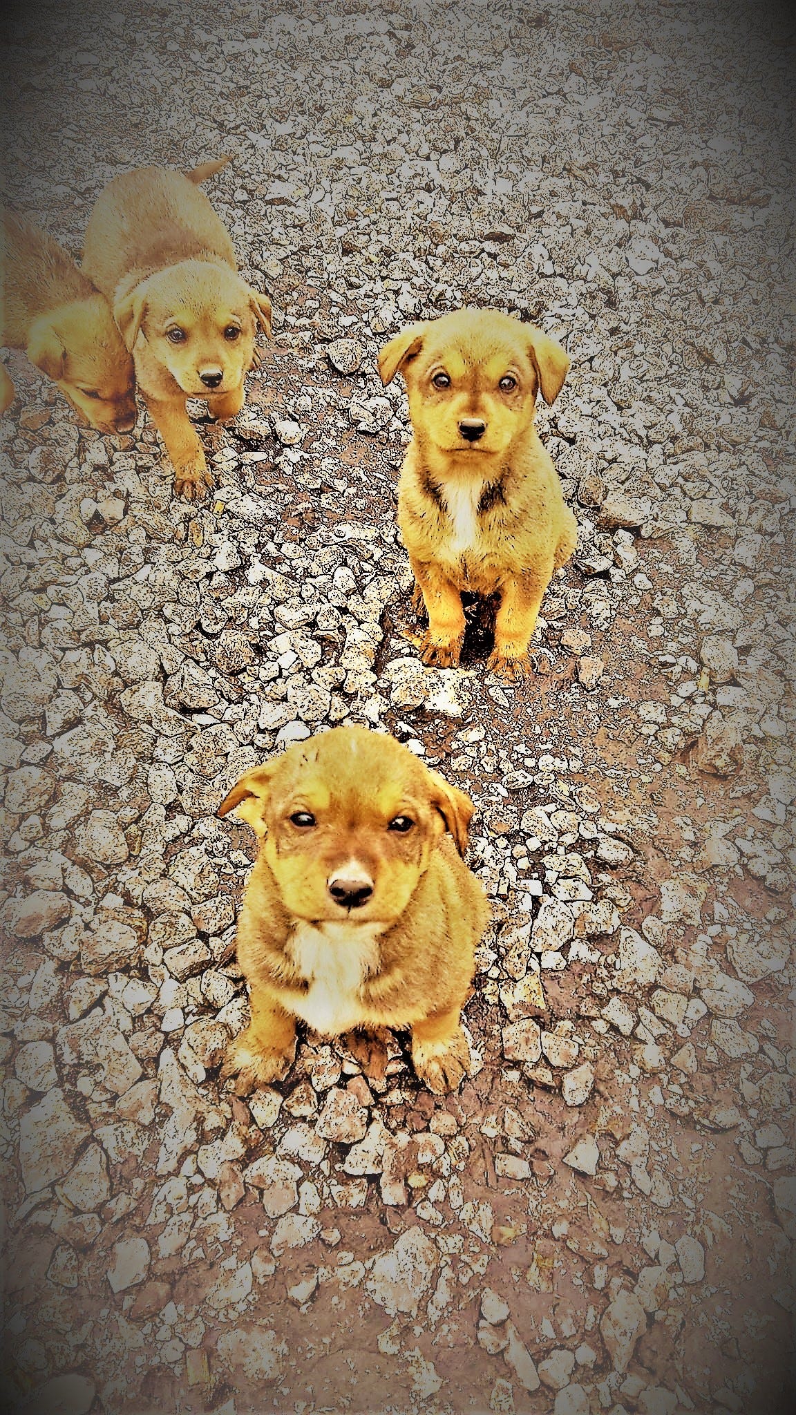 homeless small dogs | by Don LonDon | Medium