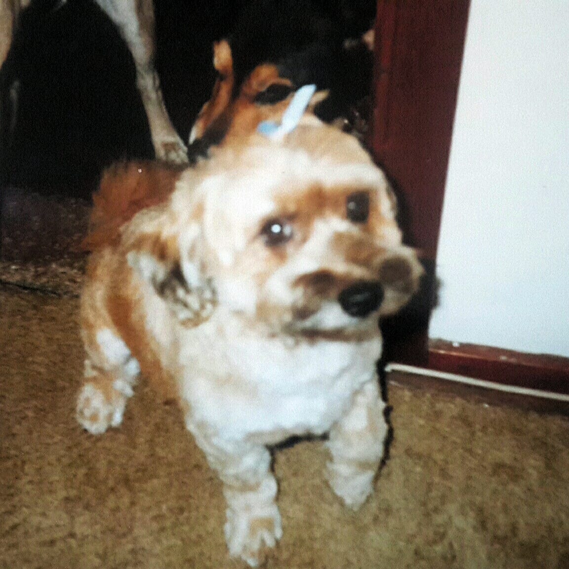 Henry The Legendary. A dog with nine lives…. | by Michelle Stone ...