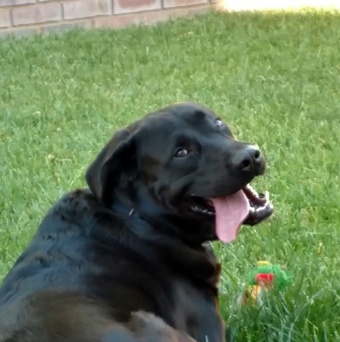 The Day a Dog Named Doug Changed Everything | by Anson Wenzel | Oct ...