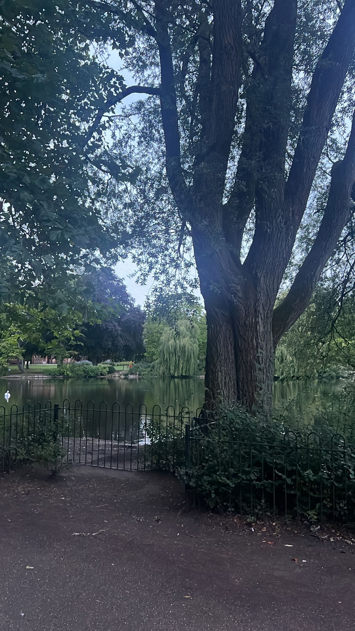 Tree of Detachment: Experiments of a Seeker | by Travelling Monk | Medium