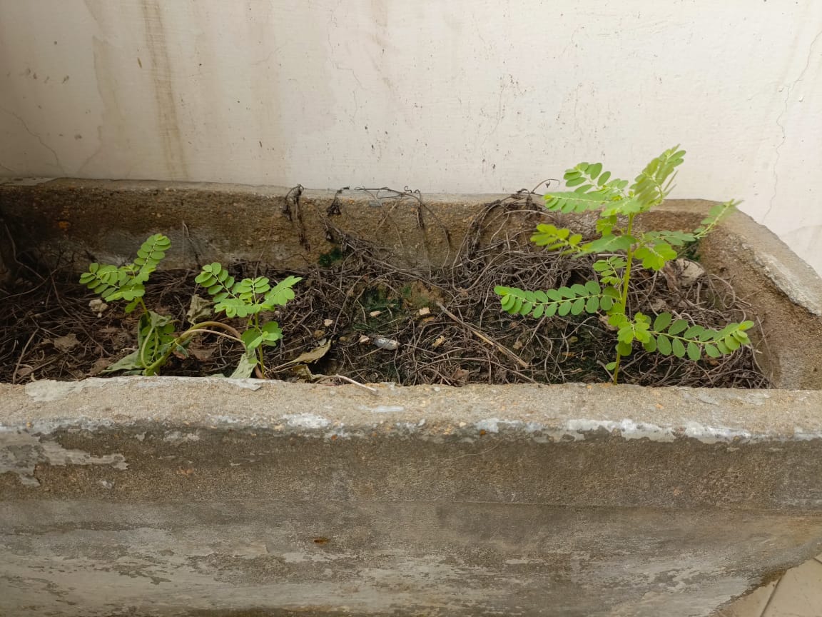 I Found the Secret to Success in a Dead Planter | Yousuf Rafi | Long ...