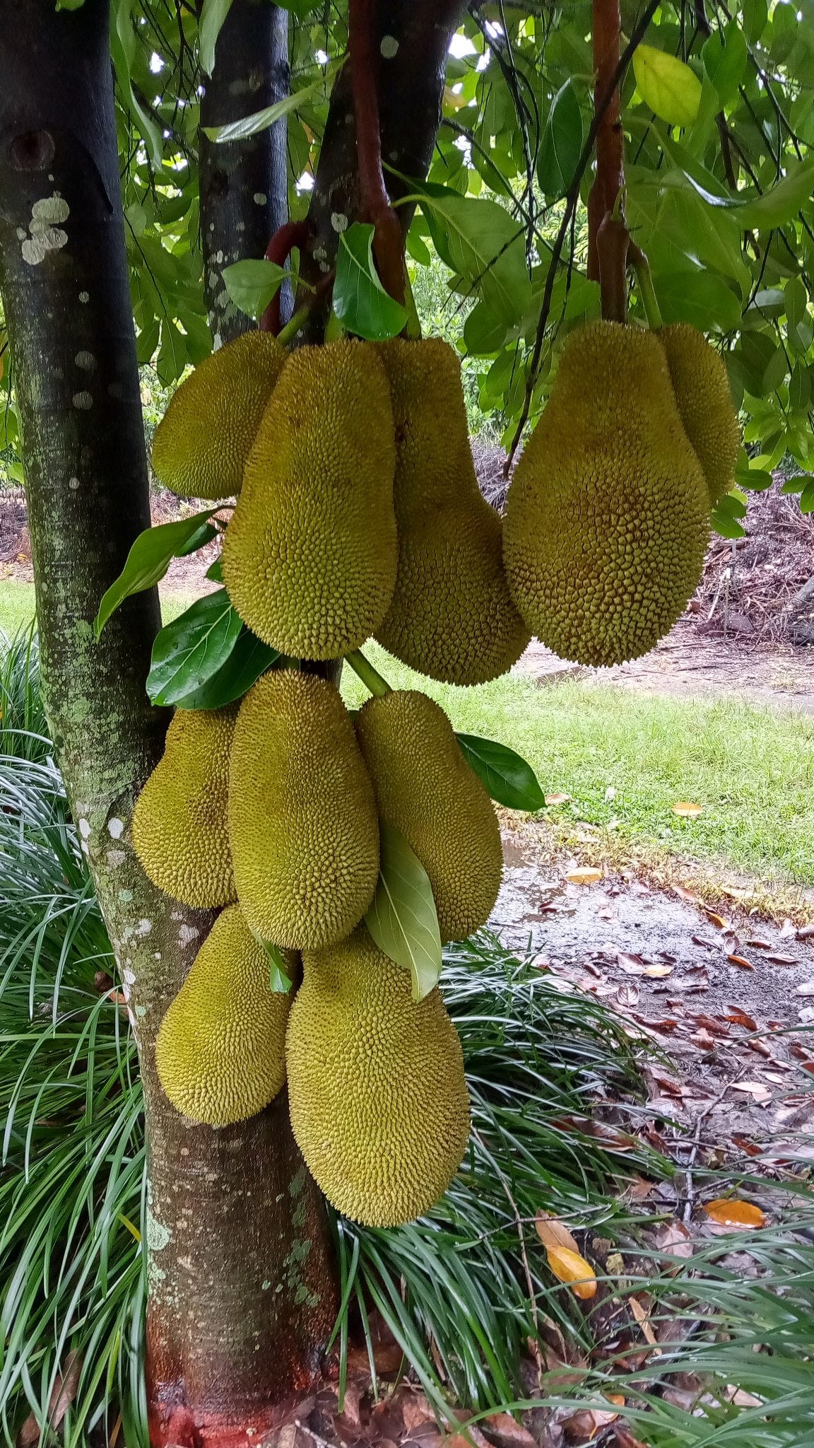 What is Jackfruit & is It Healthy To Eat ? | by Asif khan | Nov, 2024 ...