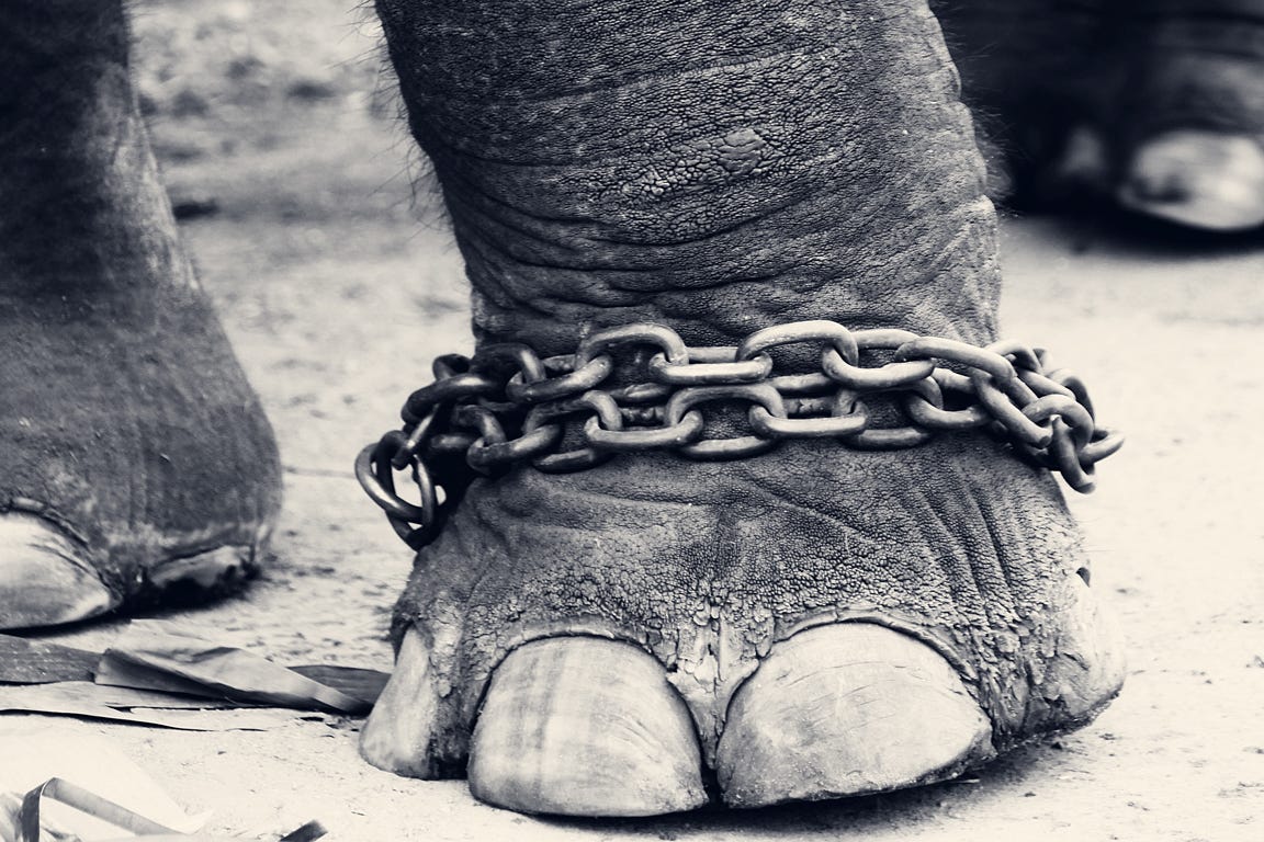 Sea, Sun & Slavery: A Tale of Animal Tourism | by Andrew Miles | Medium