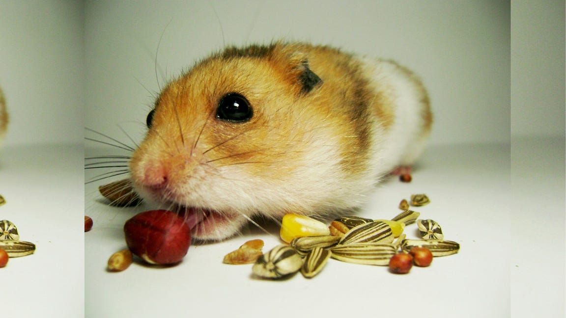 Chuột Hamster Có Thể Ăn Gì Và Uống Gì? | by Trần Thị Thanh Mai | Medium