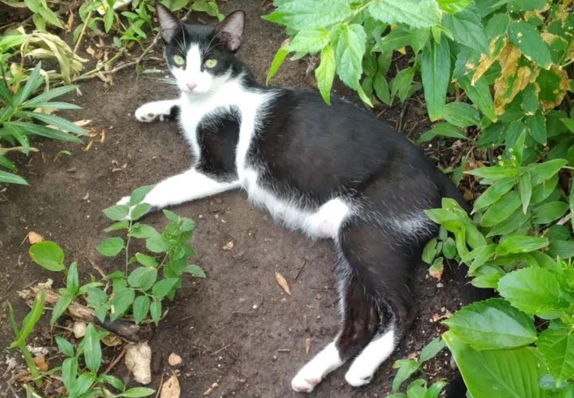 The Importance of Cats. Cats are therapeutic. The neighborhood… | by ...