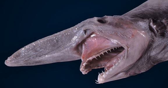 Mariana Trench Fish