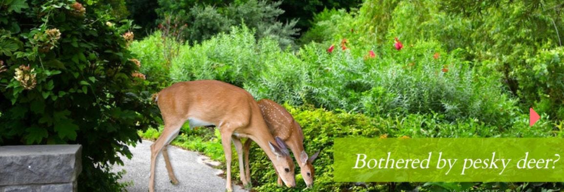 Indianapolis Deer Control. So, have you decided anything else… | by ...