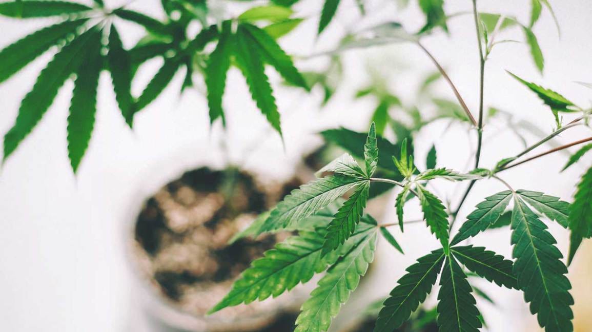 Where does CBD come from?. CBD (Cannabidiol) comes from the… | by ...