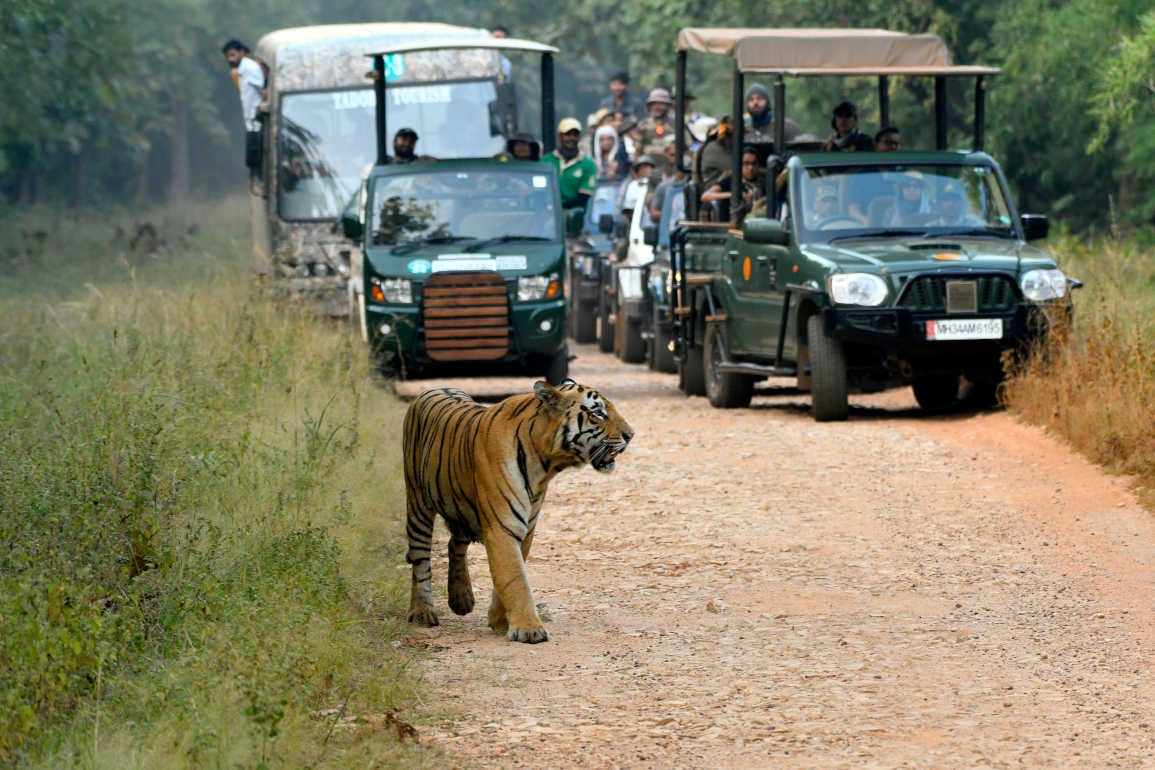 Wildlife Escapade from Pench Touria Safari Gate | by wildlife tour | Medium