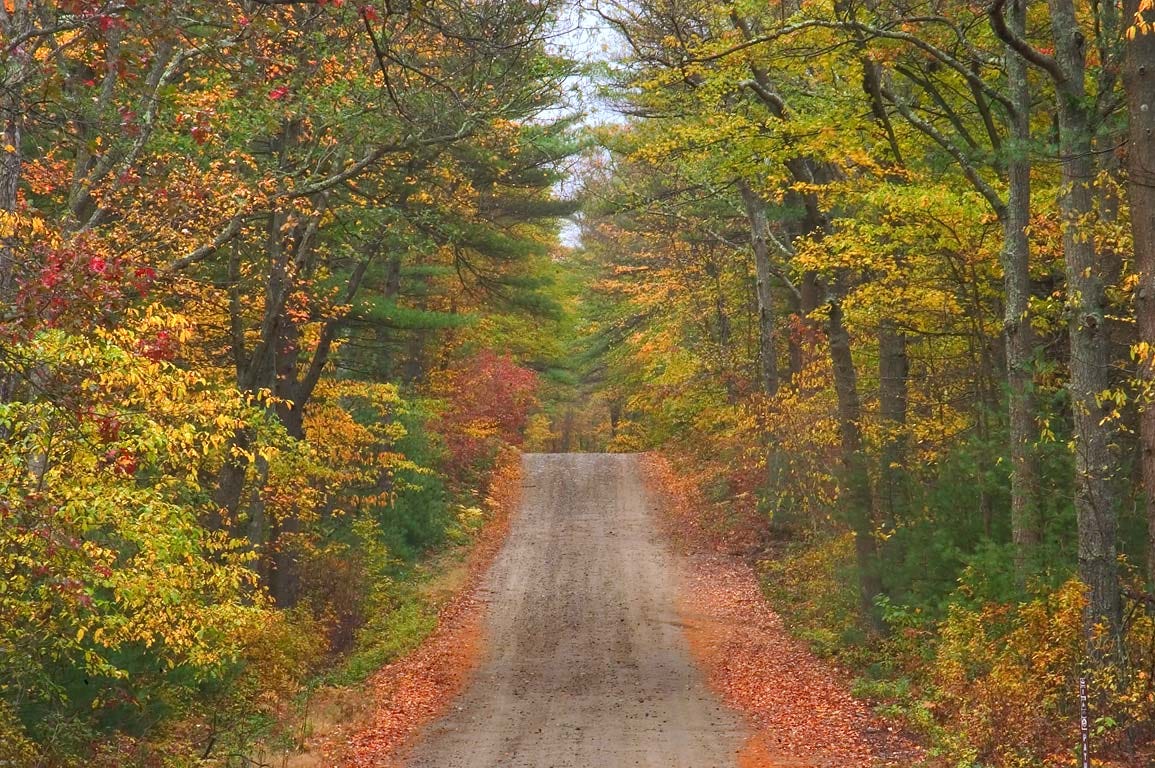 Freetown Fall River Forest: America’s most haunted forest | by Ashley ...