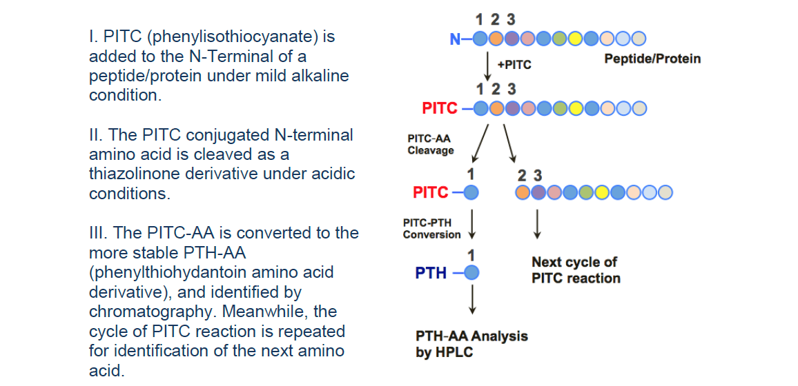 Most frequently Asked Questions in Protein Sequencing | by Prime Jones ...