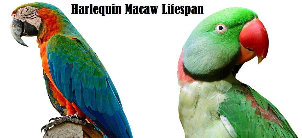 Harlequin Macaw Baby