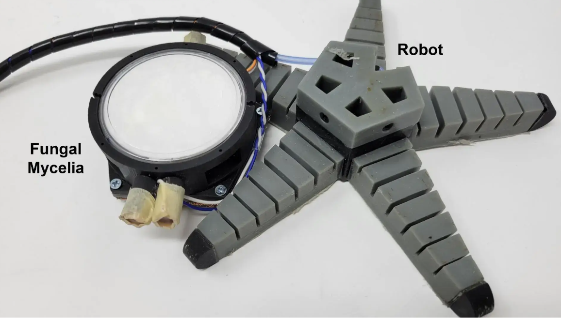 Biohybrid Bots Are Mushrooming. I hadn’t expected to write about a ...
