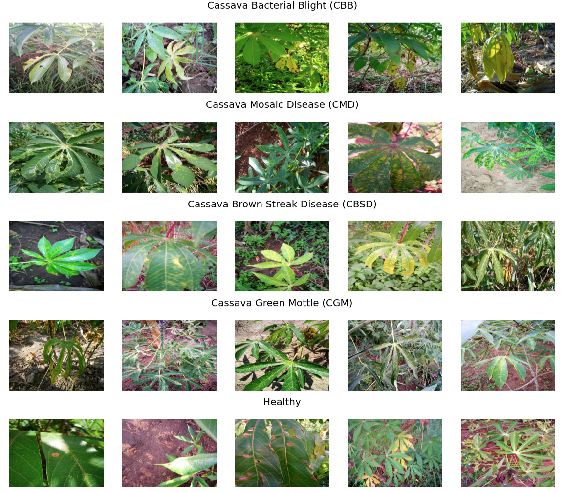 Using Deep Learning To Classify Cassava Leaf Diseases Part I By Roma Coffin Medium