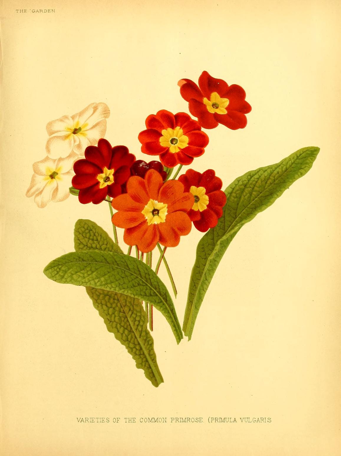 Victorian Folklore of Spring Flowers | by Danielle Herring | Plant ...