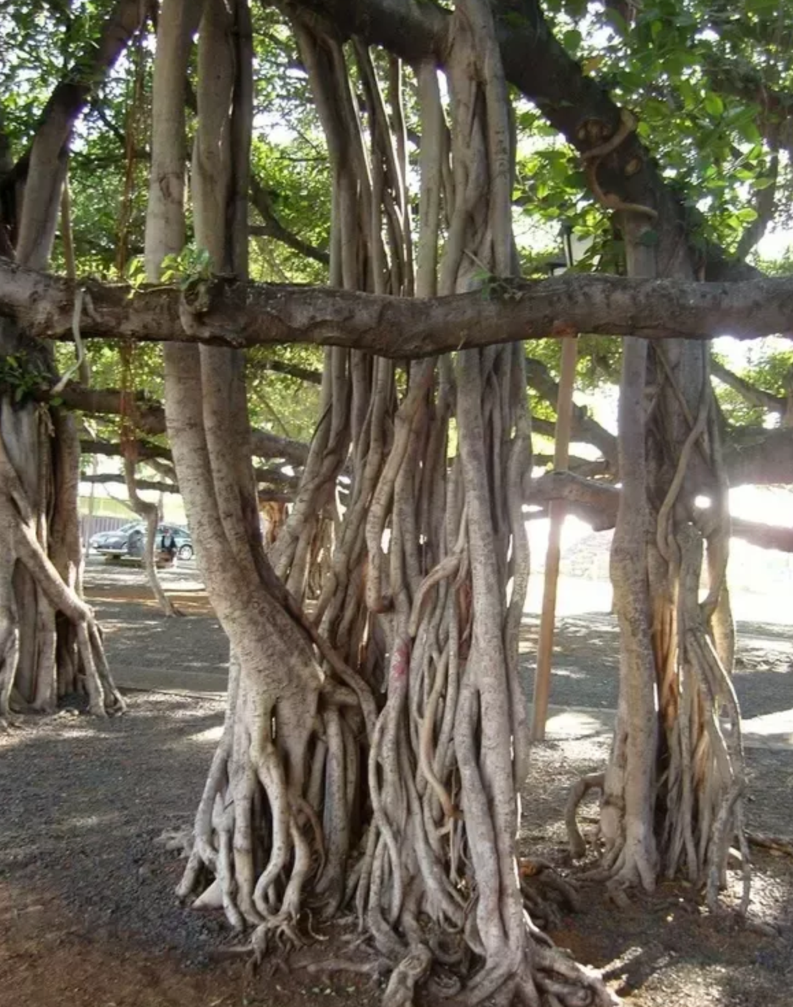 Banyan Tree — Leadership Style. When I was a kid, growing up in a… | by ...
