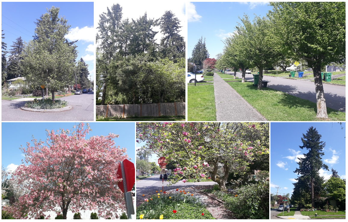 Exploring Seattle’s Urban Forest. By Joshua Morris, Seattle Audubon ...