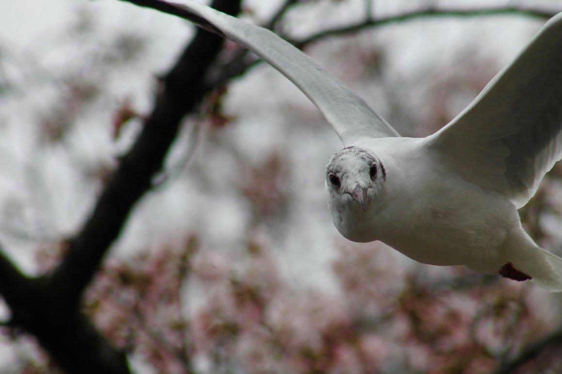 Wild Bird Travel Advice. 5 Lessons to Learn and Some Fun Facts | by Kia ...
