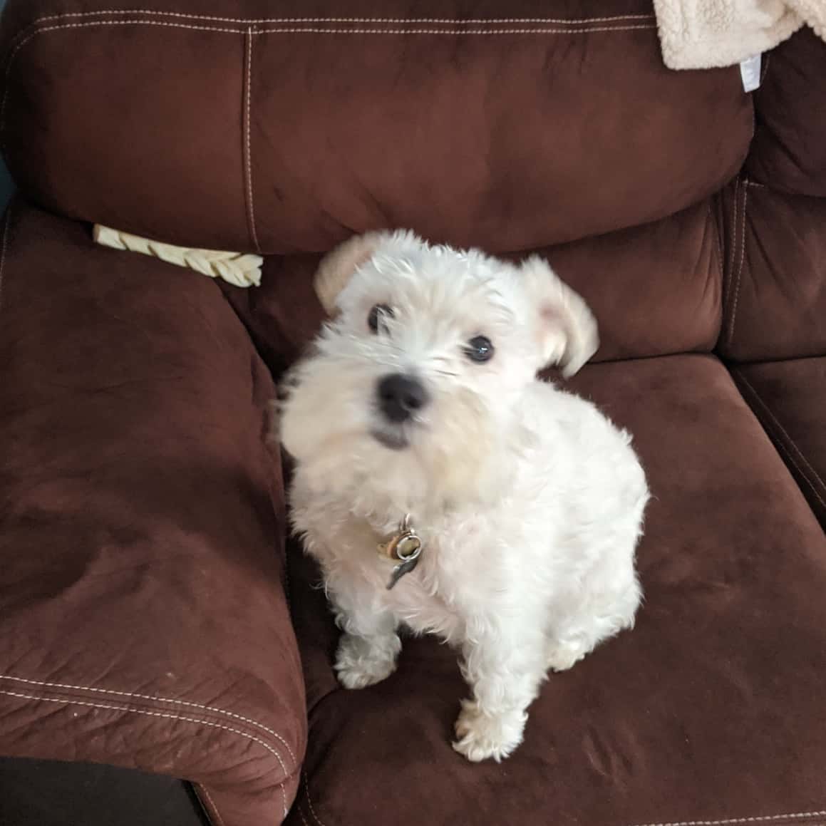 Frank, Age 10 (we think). Frank the dog came home with us on… | by Amy ...