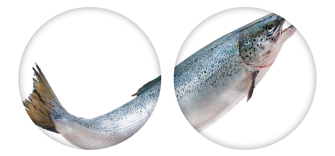 Wild vs farmed salmon: what’s the difference? | by Healthspan | Medium