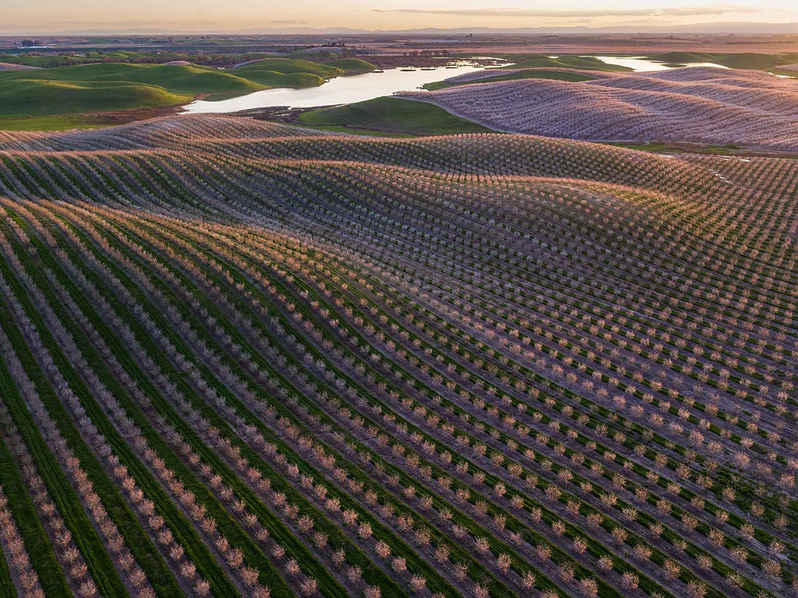 How was the 2020 almond bloom?. Many in the almond industry might agree ...