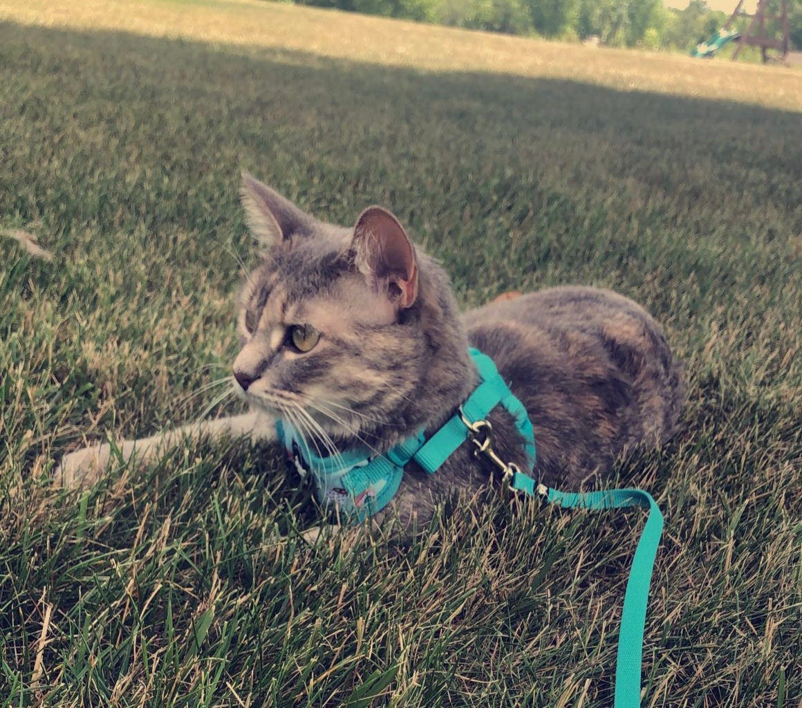 Molly: The Cat That Saved My Life | by Olivia Castles | Medium