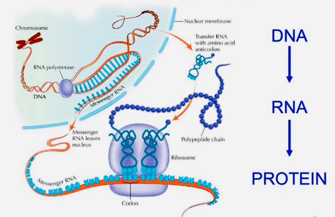 DNA as the Template: The genetic information is stored in the double ...