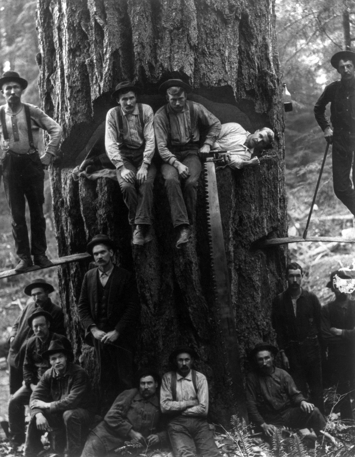 Early logging photos show the taming — and tarnishing — of Washington ...