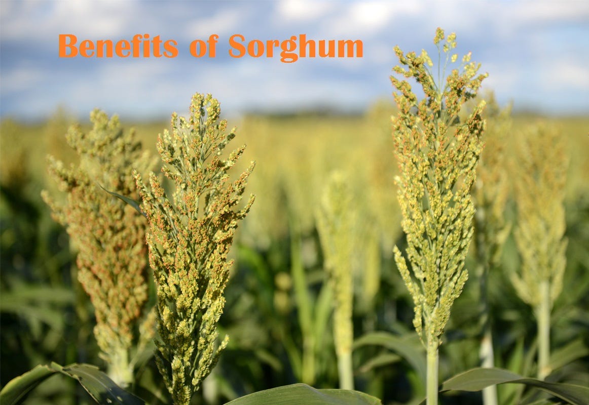 Sorghum Side Effects: Sorghum Benefits – HJEGK