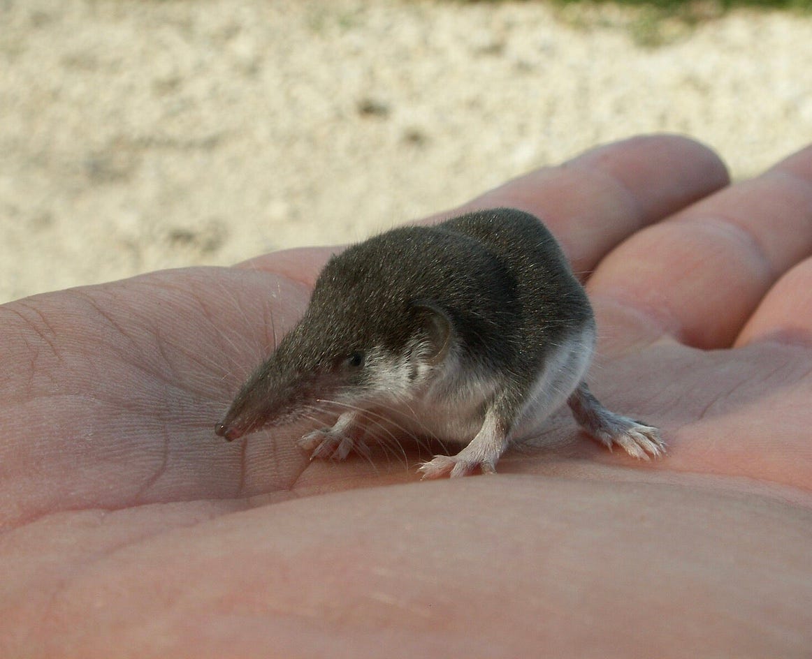 SHREW. She was cold and extremely hungry Lying… | by Maureen McConaghy ...