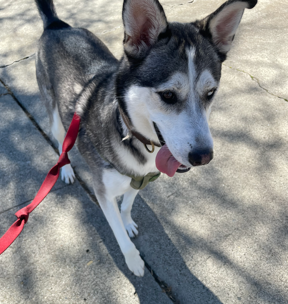 Product management lessons from a Siberian husky | by Priyanka Upadhyay ...