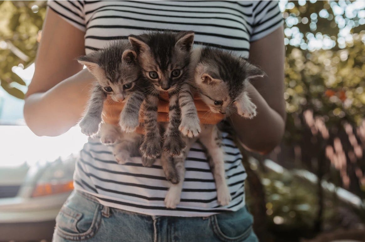 Community Cat Caregivers of Miami: A Non-Profit Organization That Helps ...