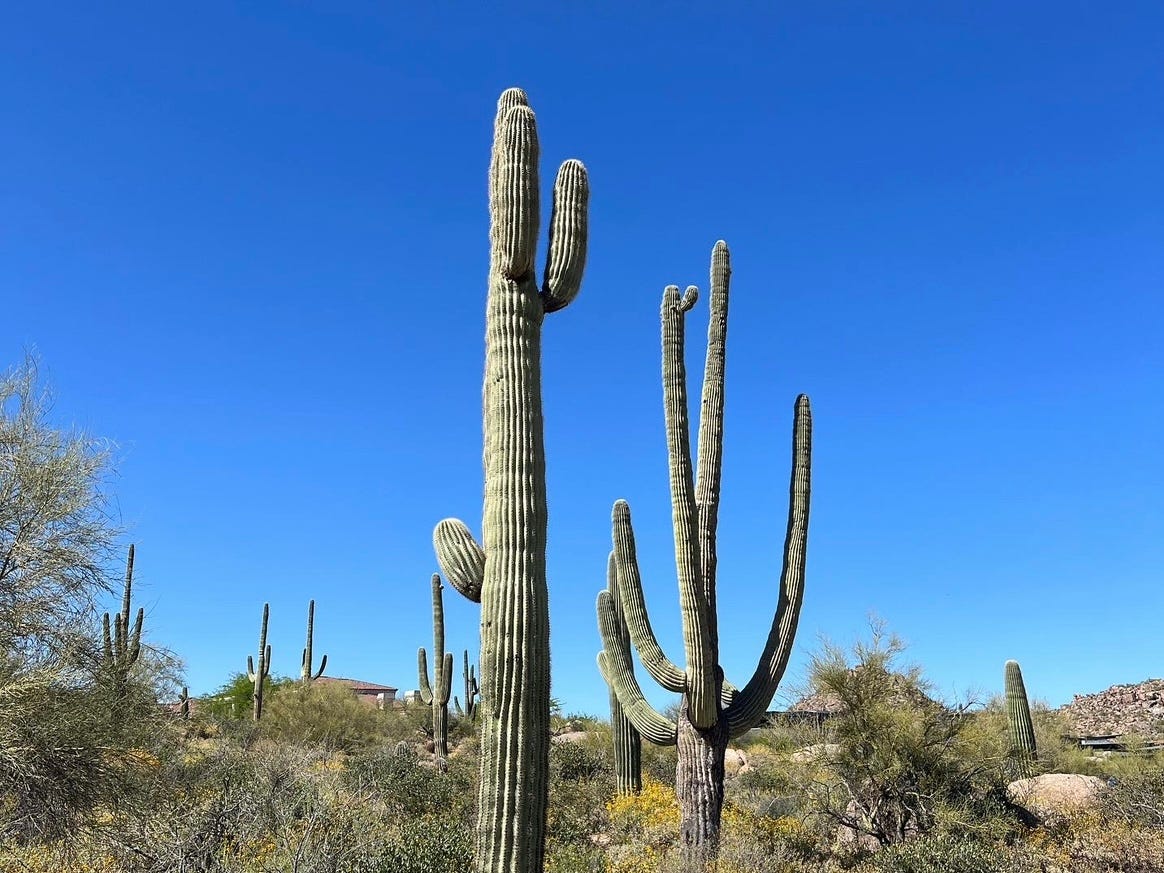 Desert Rain - Lifeline - Medium