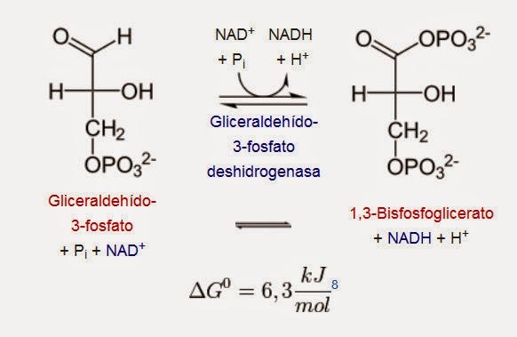 1 3 Bisfosfoglicerato Biochemistry And Metabolic Pathways Of