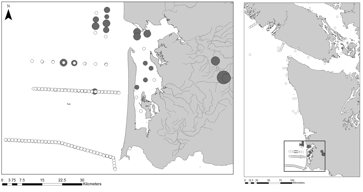 Innovative research offers unique window into coastal steelhead ...