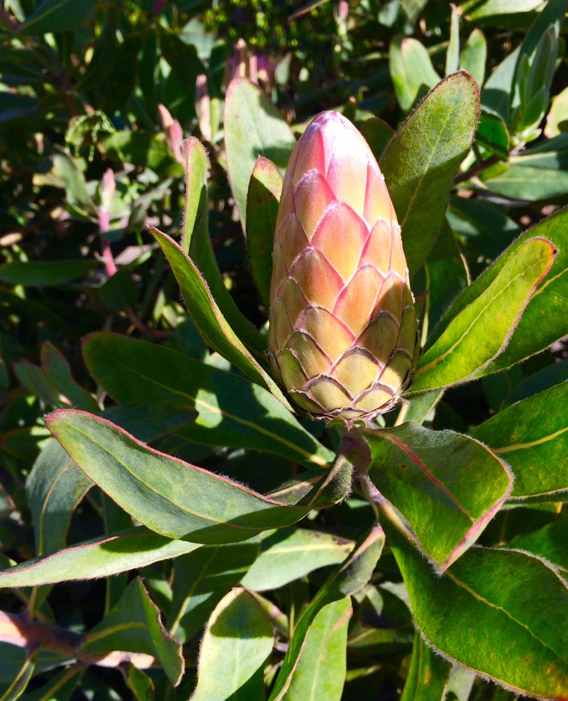 Bud . Bloom | by A Day Made Better | Medium