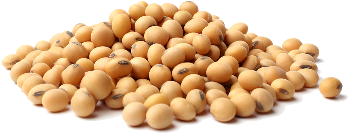 Navigating the Non-GMO Soybean Market | by Adityavamsi N | Feb, 2024 ...
